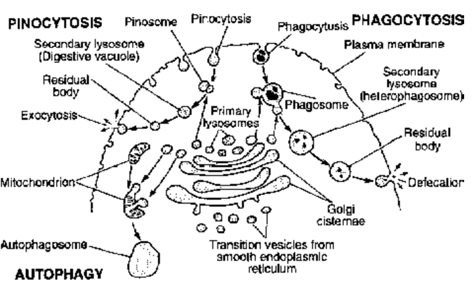 Lysosomes Structure